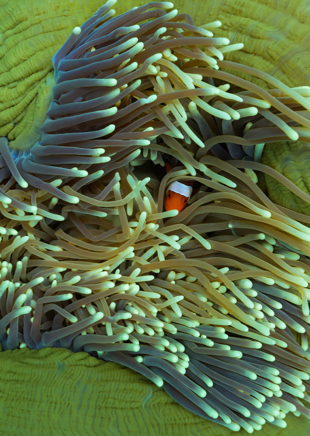 Snorkeling Tour - Indo Compass